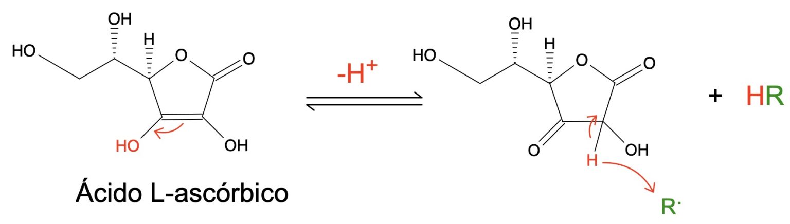 El efecto antioxidante de la vitamina C – Wiritool